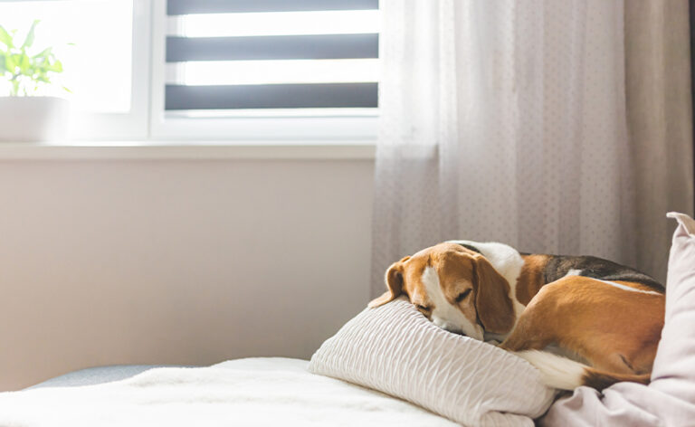 愛犬が亡くなったときの安置方法｜保冷剤の使い方や火葬までの流れとは？
